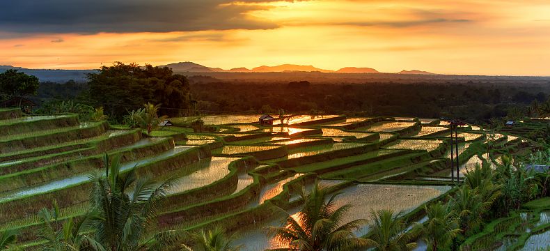 Rýžová pole na Bali: hlavní zdroj obživy i památka na seznamu UNESCO | Magazín Radynacestu.cz